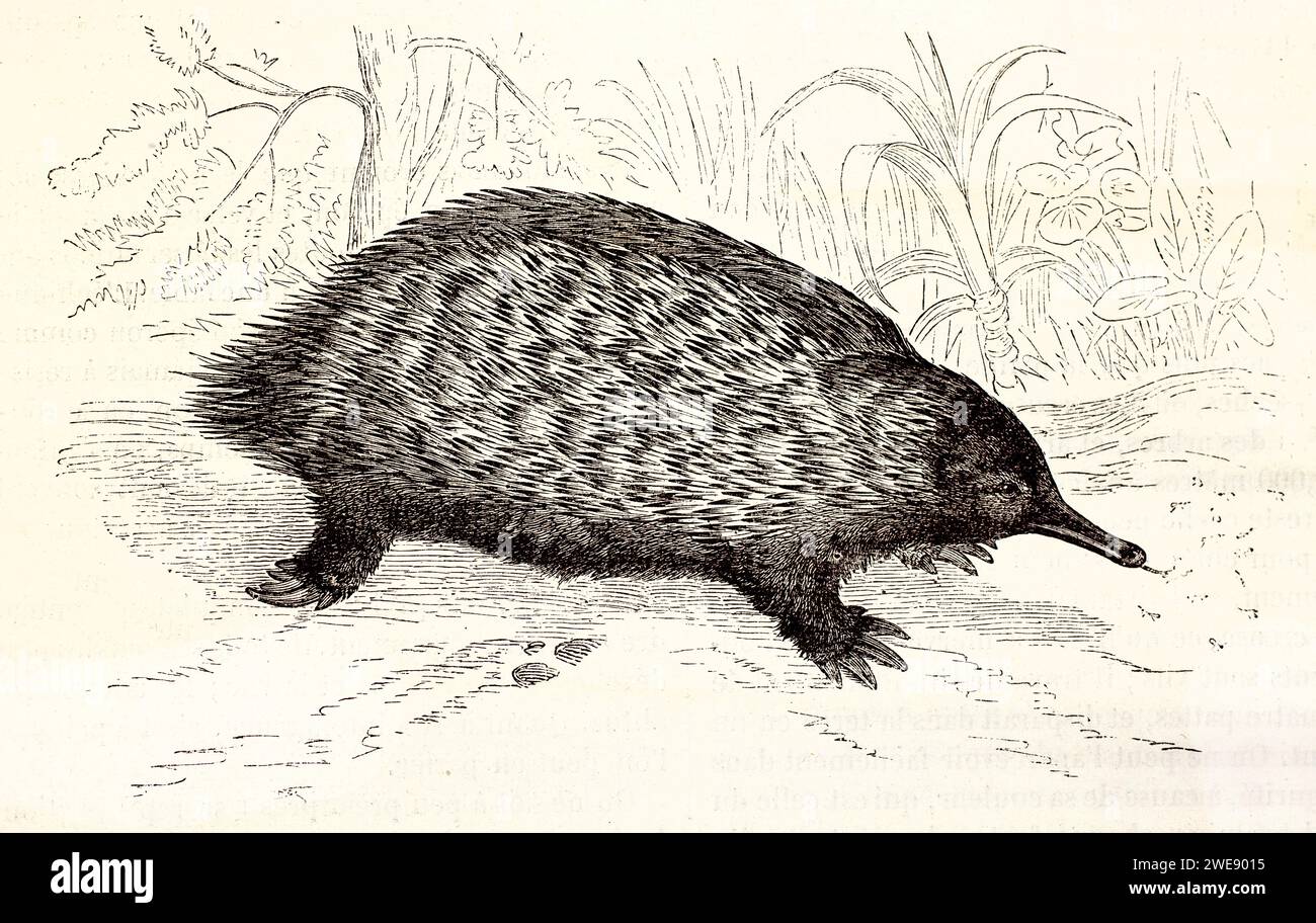 Engraved spines hi-res stock photography and images - Alamy