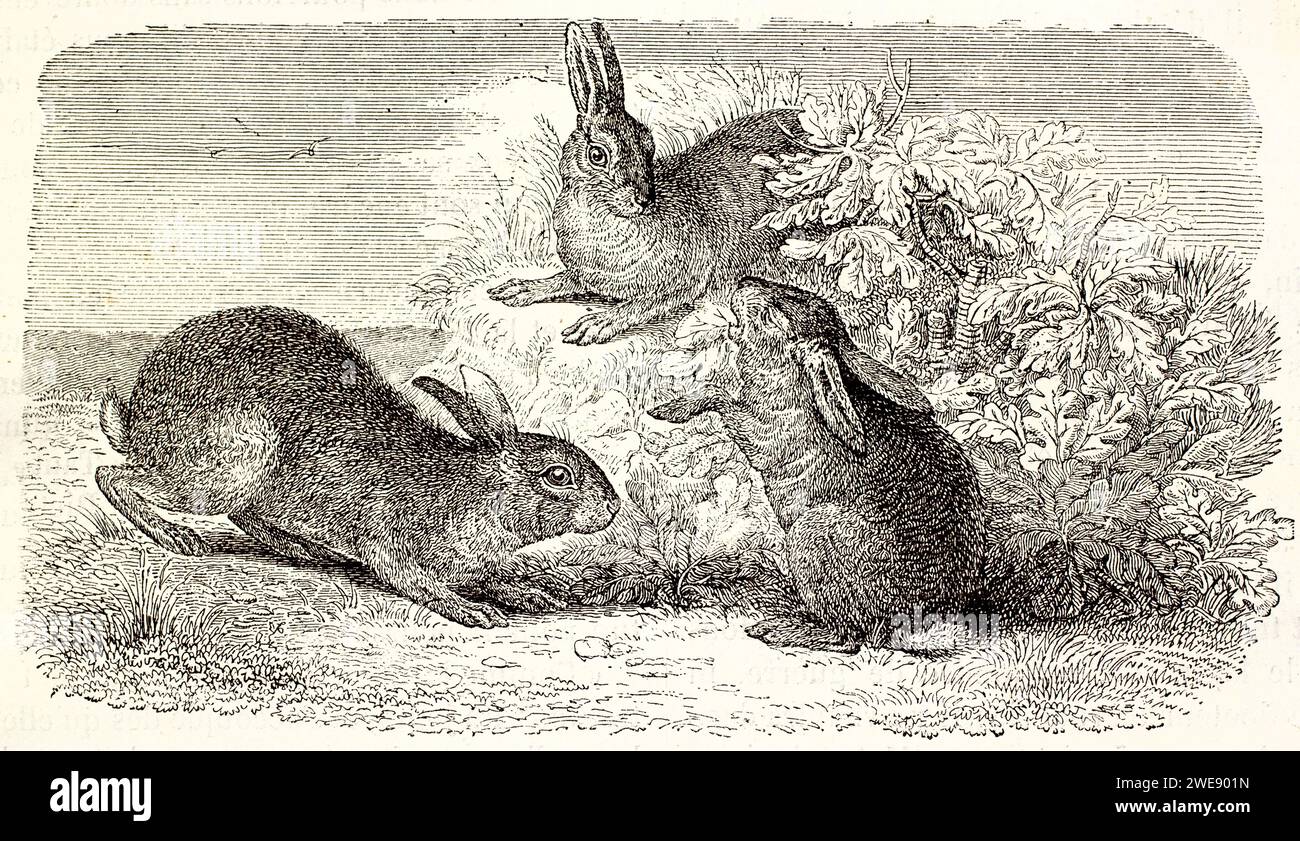 Engraving profile rabbits hi-res stock photography and images - Alamy