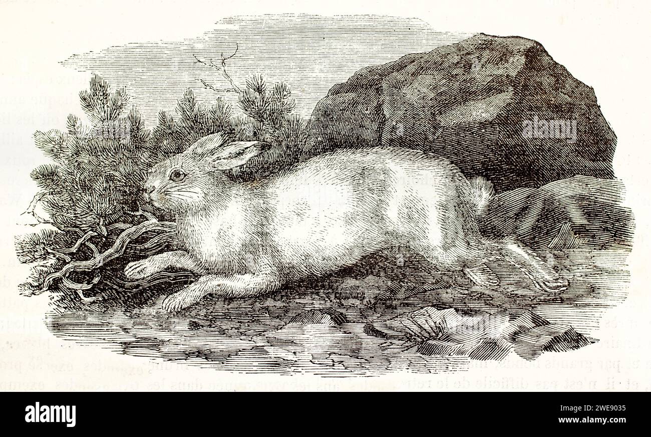 Vintage engraving of a Mountain Hare running through vegetation and ...