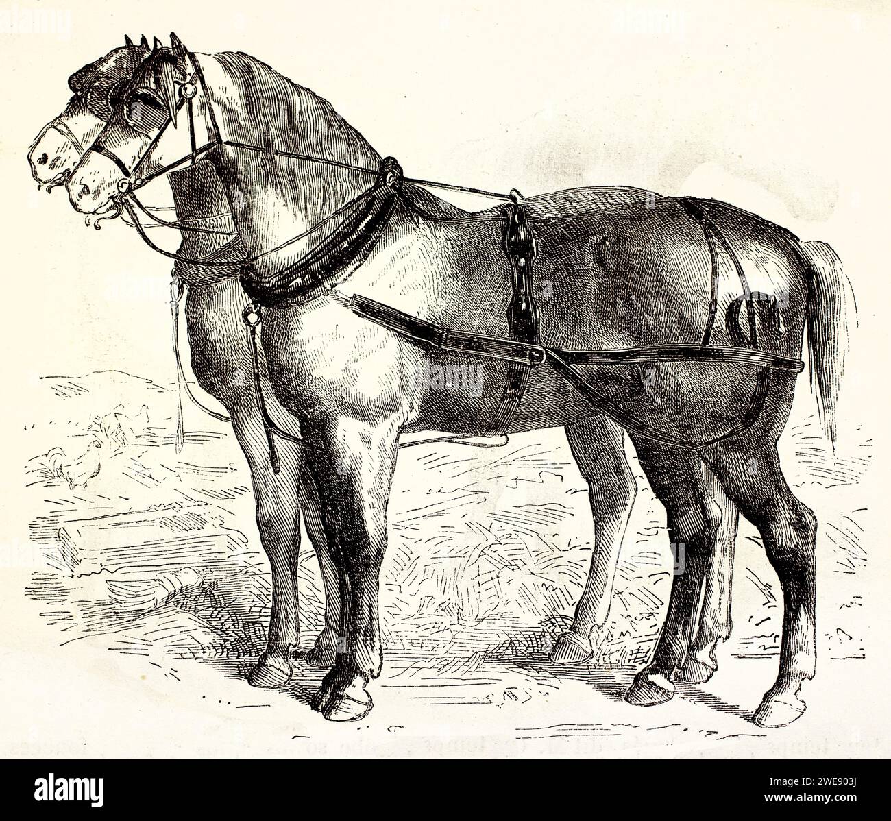 Working heavy horse harness hi-res stock photography and images - Alamy