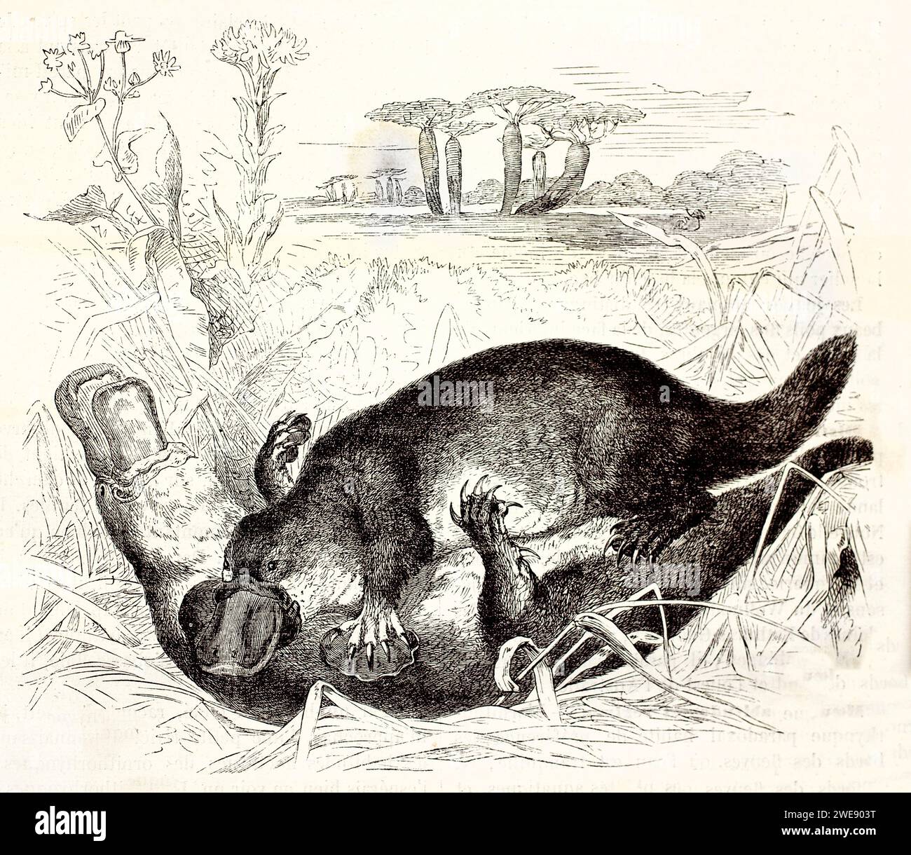Engraved profile of a Platypus swimming in its natural aquatic ...