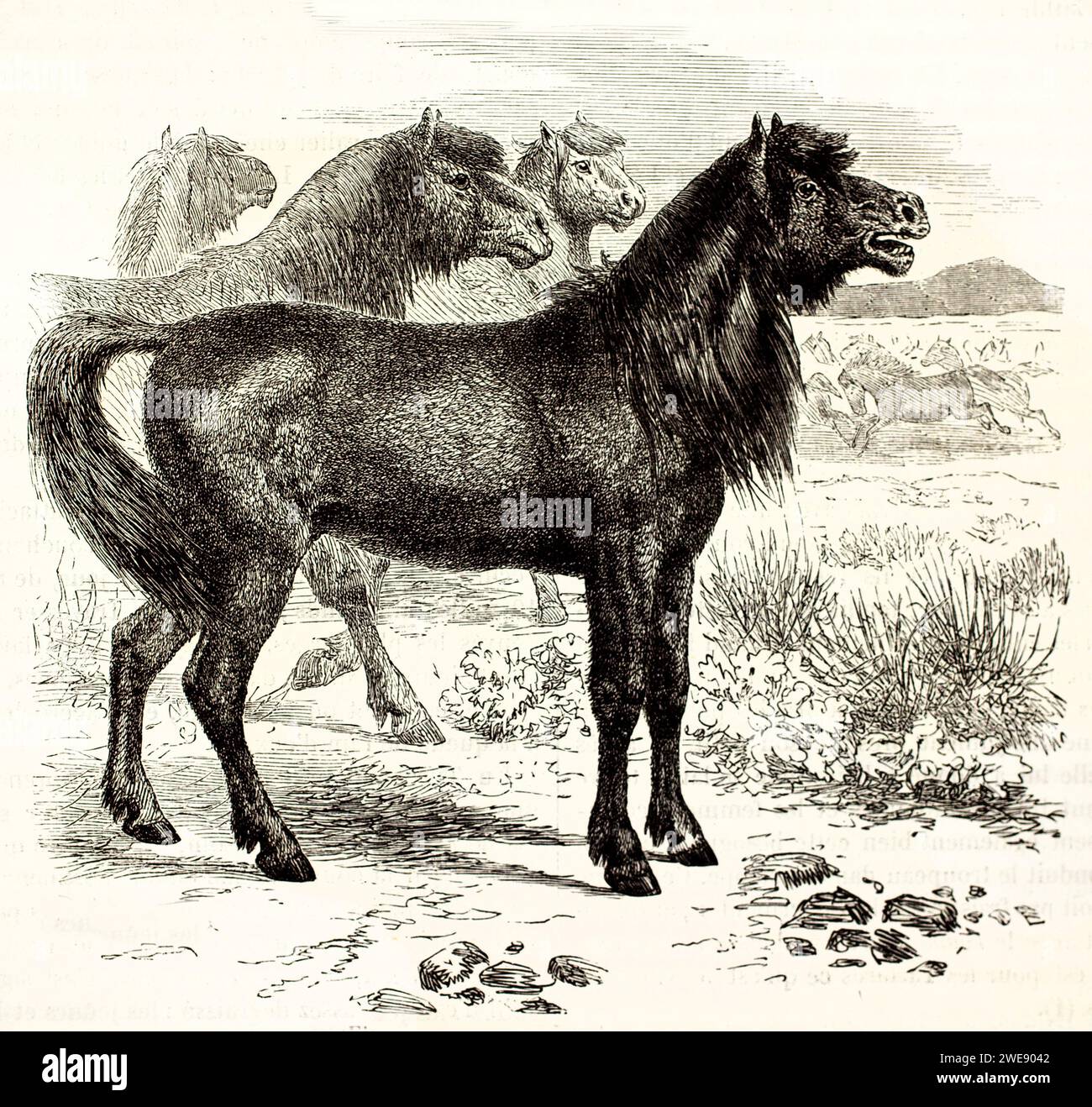 Engraving dominant horse hi-res stock photography and images - Alamy