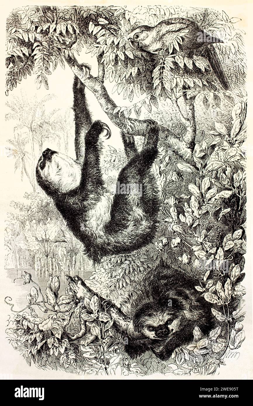 Sloth pair illustration hi-res stock photography and images - Alamy