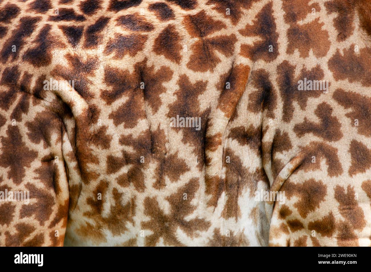 Maasai Giraffe (Giraffa tippelskirchi) skin pattern and texture, on ...