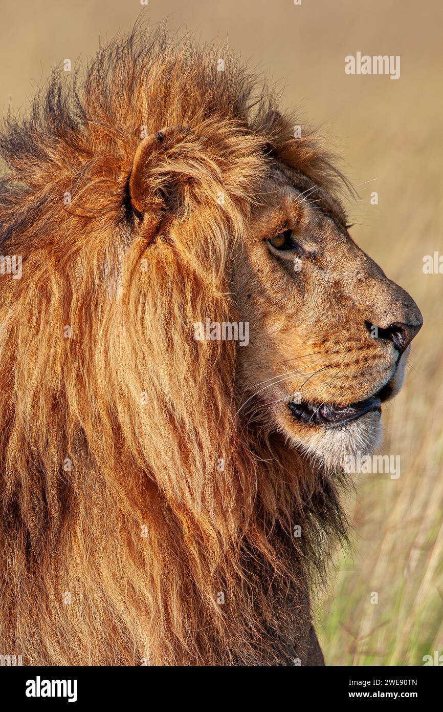 Male lion (Panthera leo) profile portrait. Masai Mara National Reserve ...