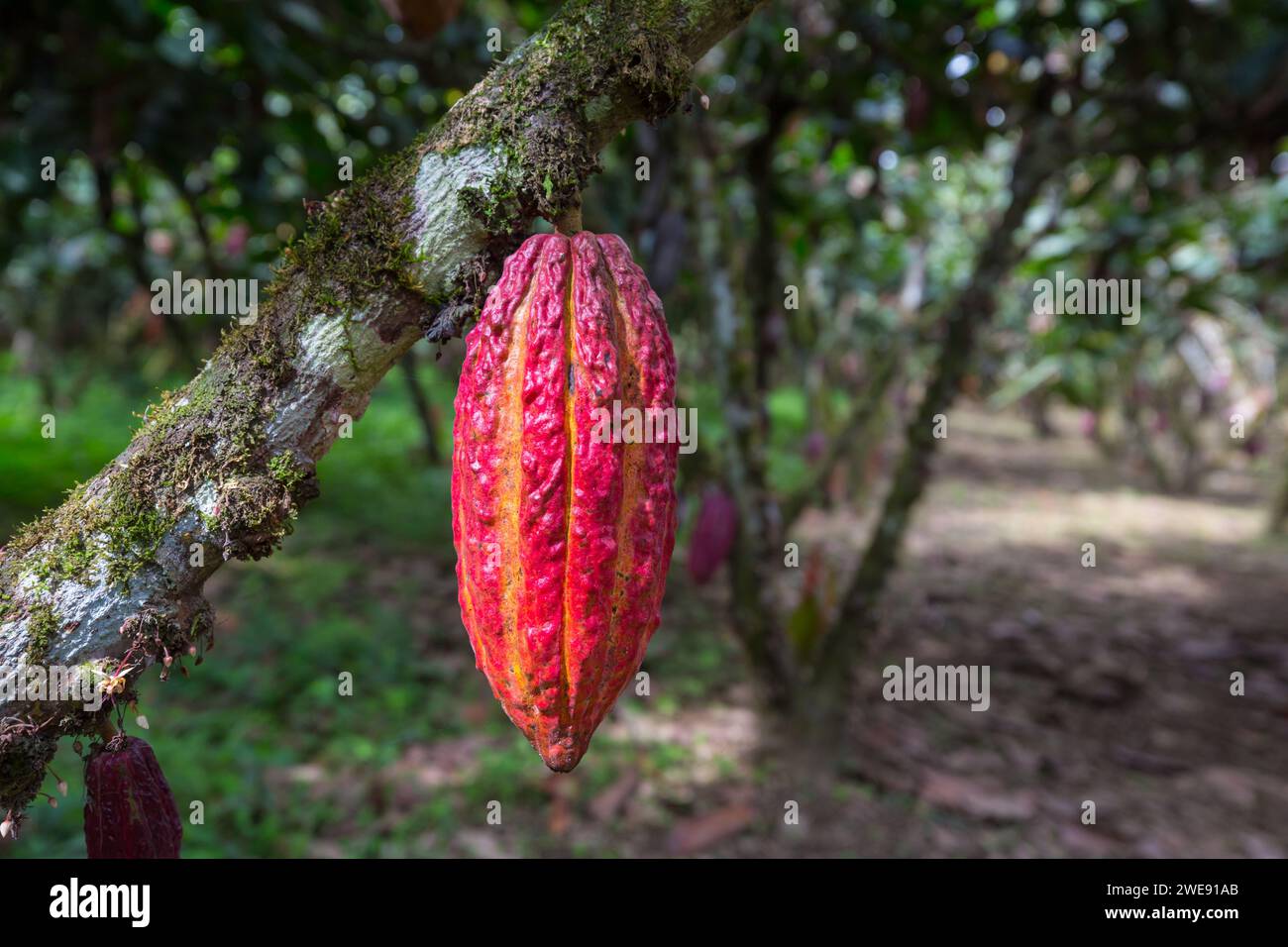 cacao growing on a tree of cacao in Ecuador, South America Stock Photo ...