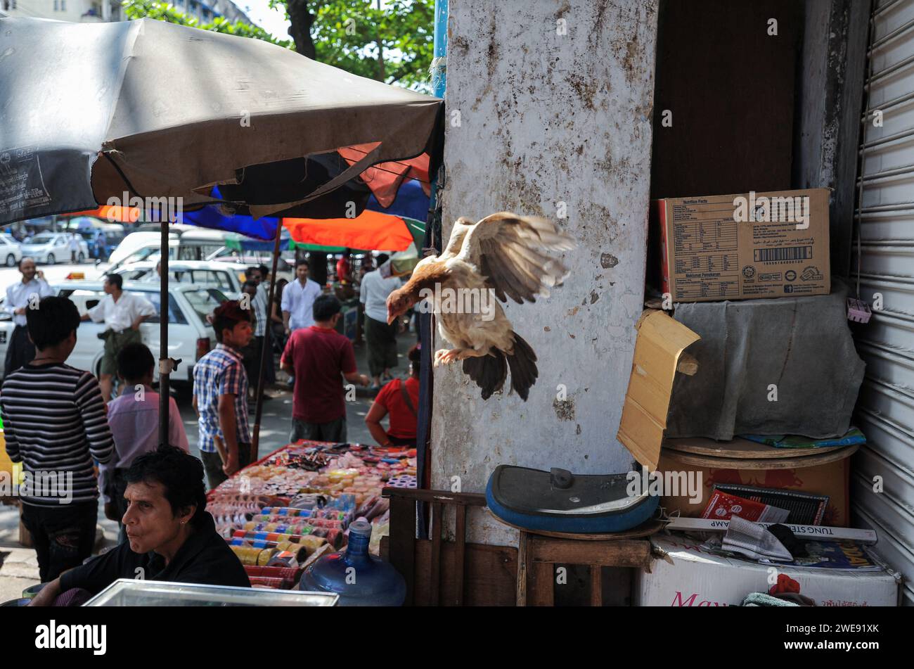 14.02.2014, Yangon, Myanmar, Asia - A flying hen during an attempt to ...