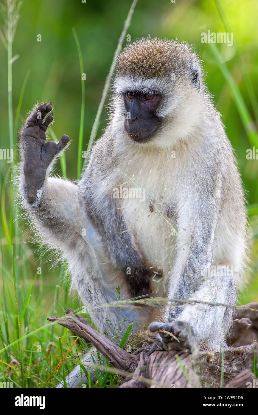 Vervet monkey, (Chlorocebus pygerythrus) Masai Mara National Reserve ...