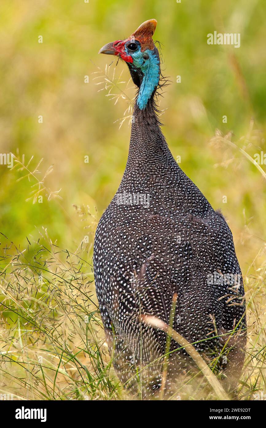 Helmeted Guineafowl, (Numida meleagris) Masai Mara National Reserve ...
