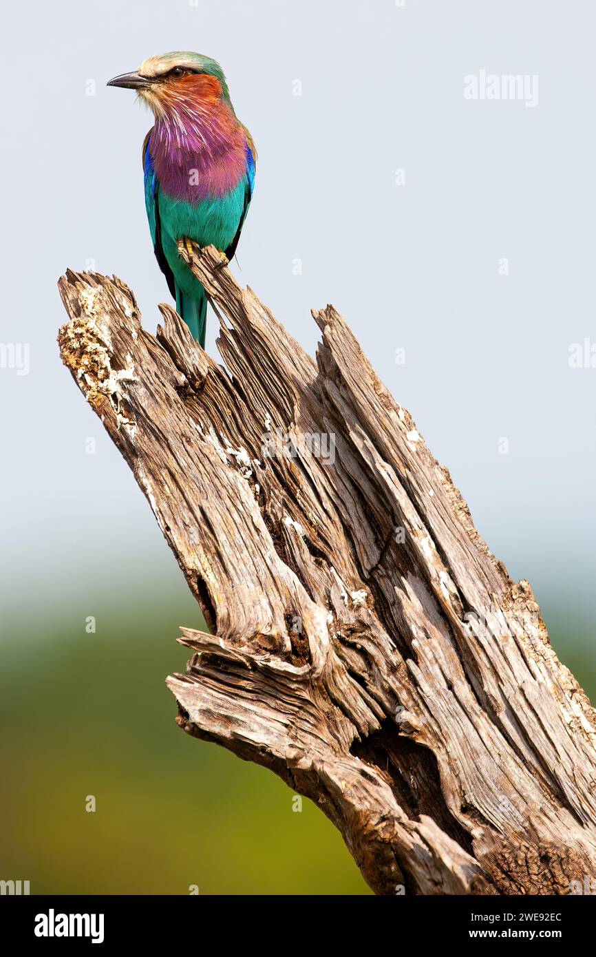 Lilic-Breasted Roller, (Coracias caudatus) Colourful bird on dead tree ...