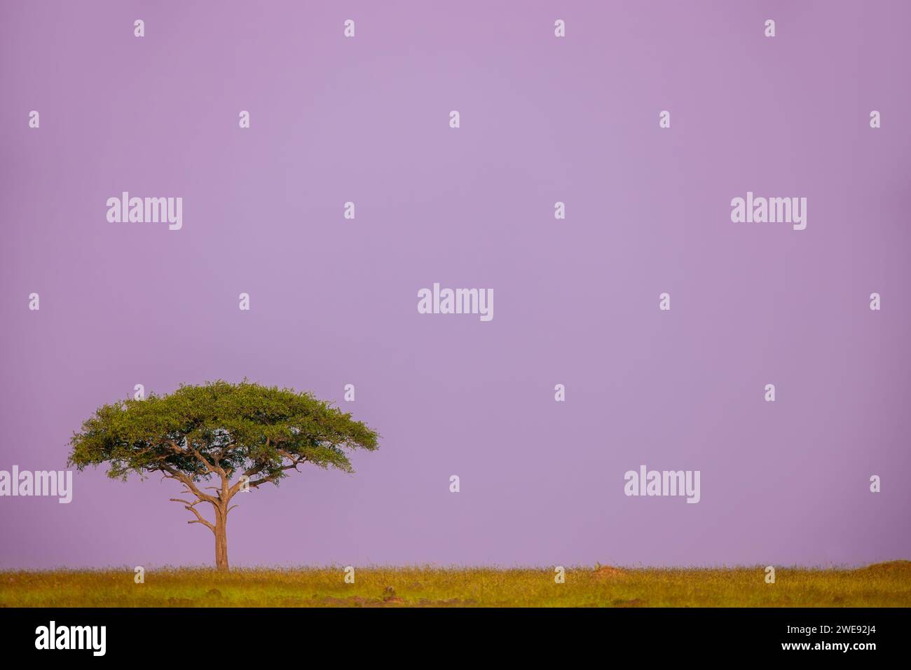 African savannah landscape tree hi-res stock photography and images - Alamy