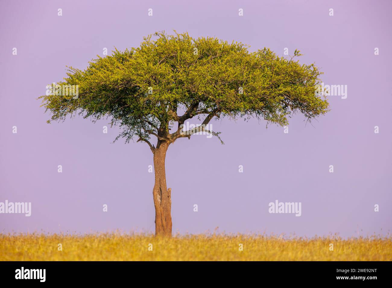 Lone Acacia tree on the savannah, Masai Mara National Reserve, Kenya ...
