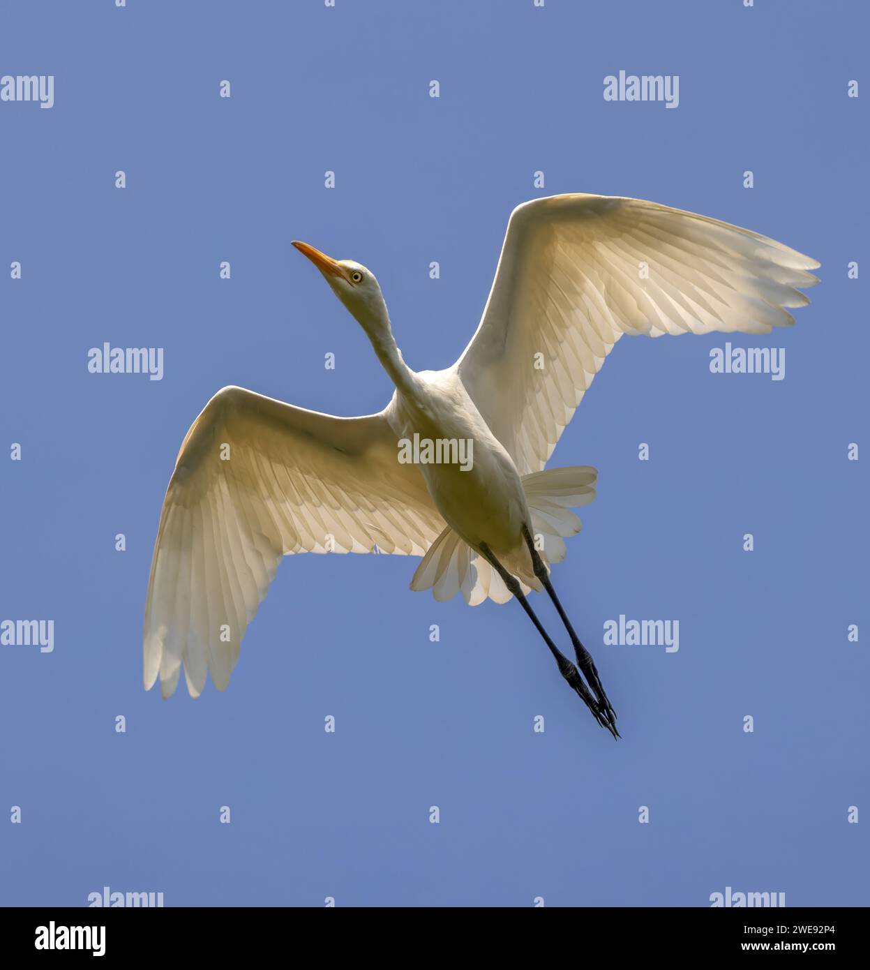 Flying Cattle Egret. Cattle Egret is a gregarious species and is most ...