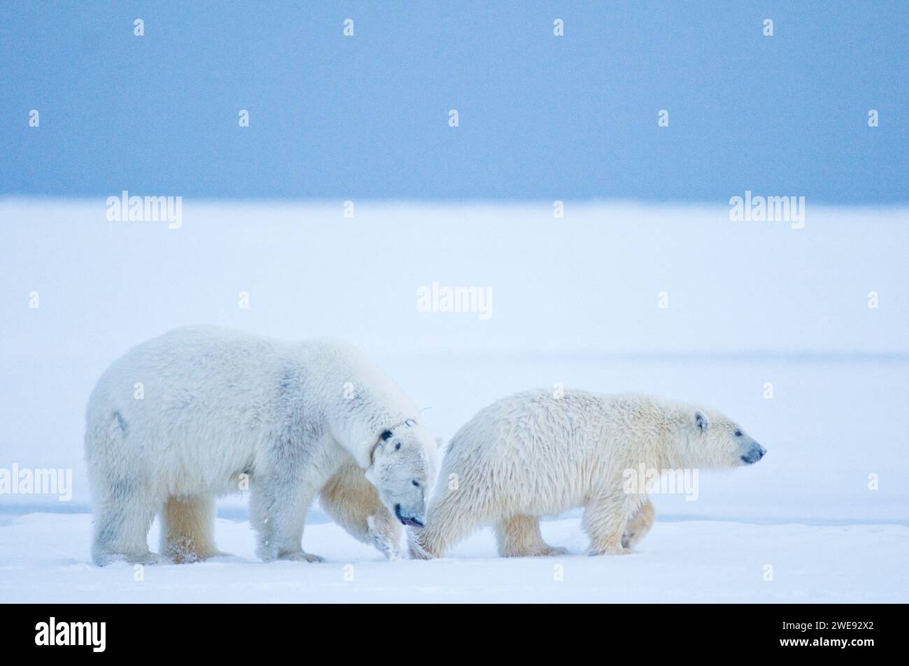 polar bears Ursus maritimus adult radio collared sow with cub traveling ...