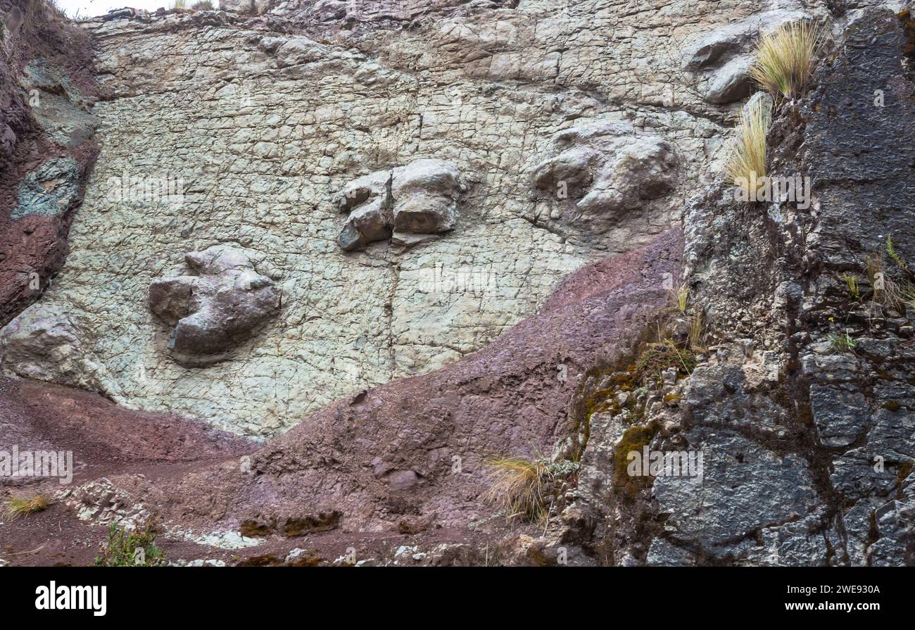 Dinosaur footprint in Cordillera mountains, Peru Stock Photo - Alamy