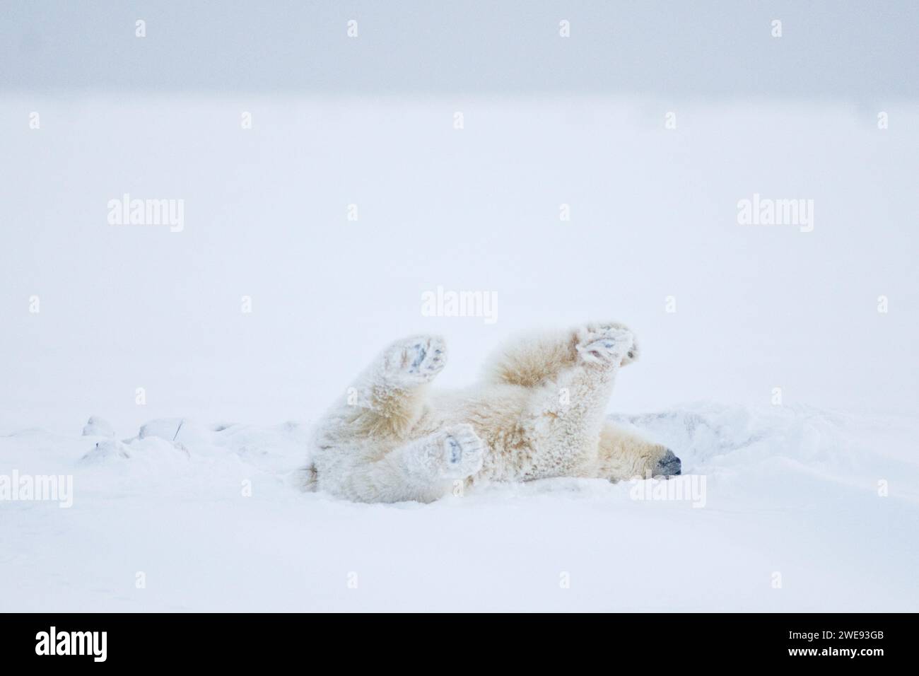 polar bear Ursus maritimus large cub rolling around and cleaning its ...