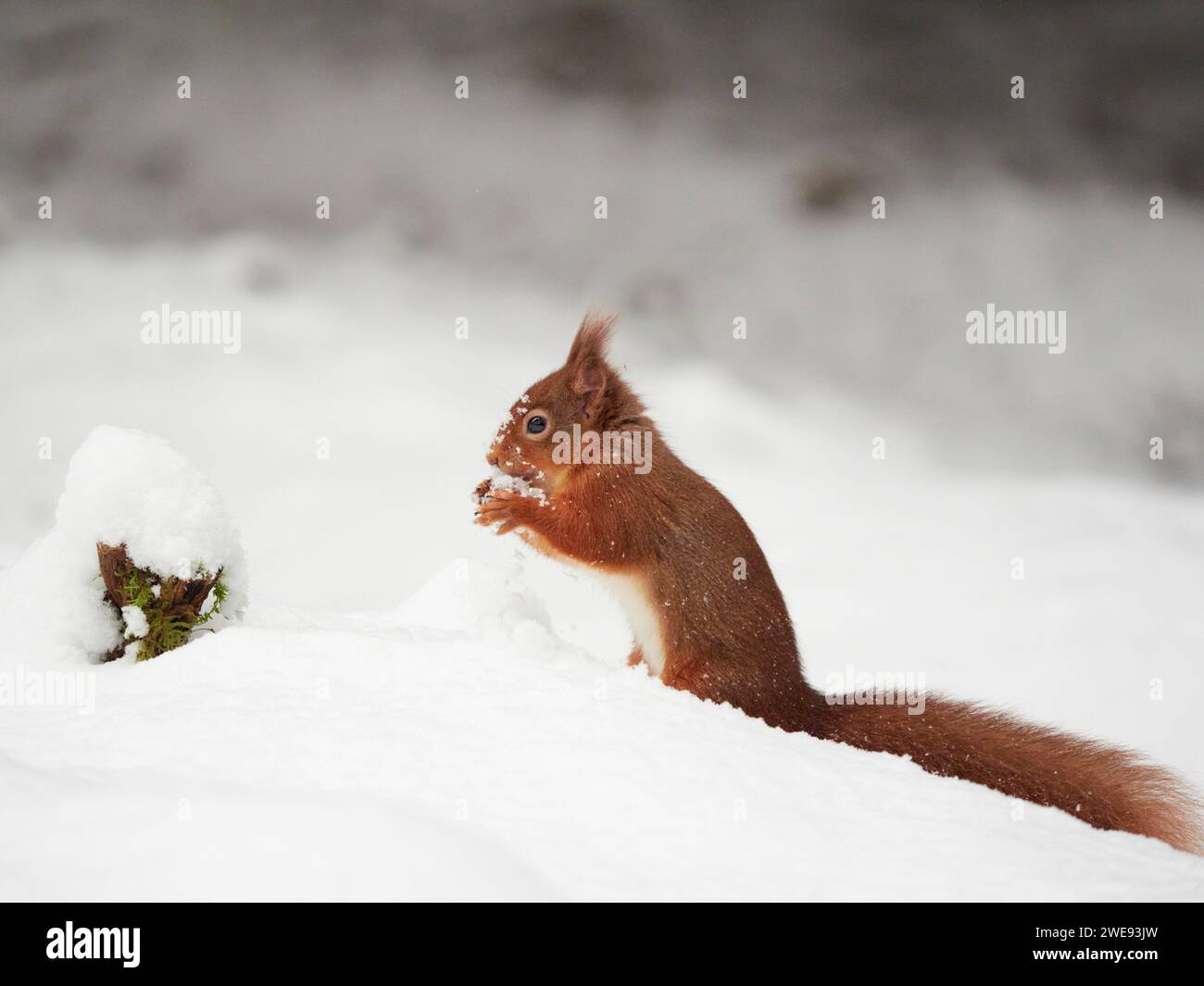 Red squirrel (Sciurus vulgaris) in the snow in a forest in Inverness ...