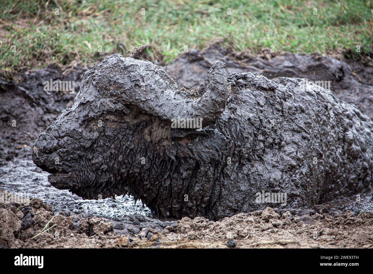 African buffalo, (Syncerus caffer) in a mud wallow, Masai Mara National ...