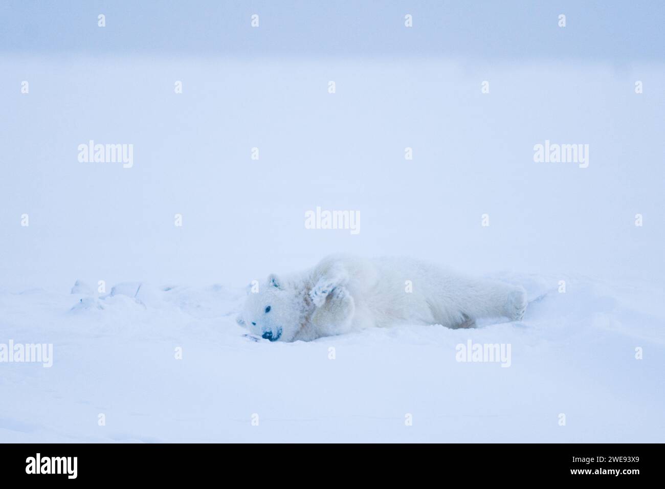 polar bear Ursus maritimus large cub rolling around and cleaning its ...