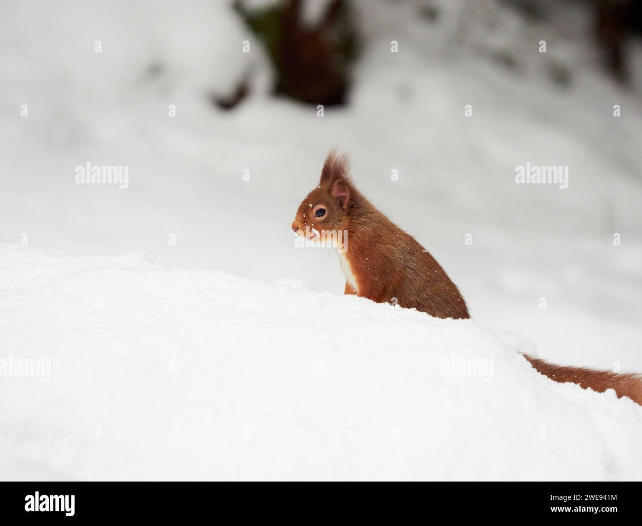 Red squirrel (Sciurus vulgaris) in the snow in a forest in Inverness ...