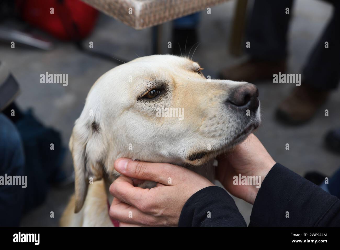 A loving stray dog endears itself to a human. Portrait of a happy stray ...