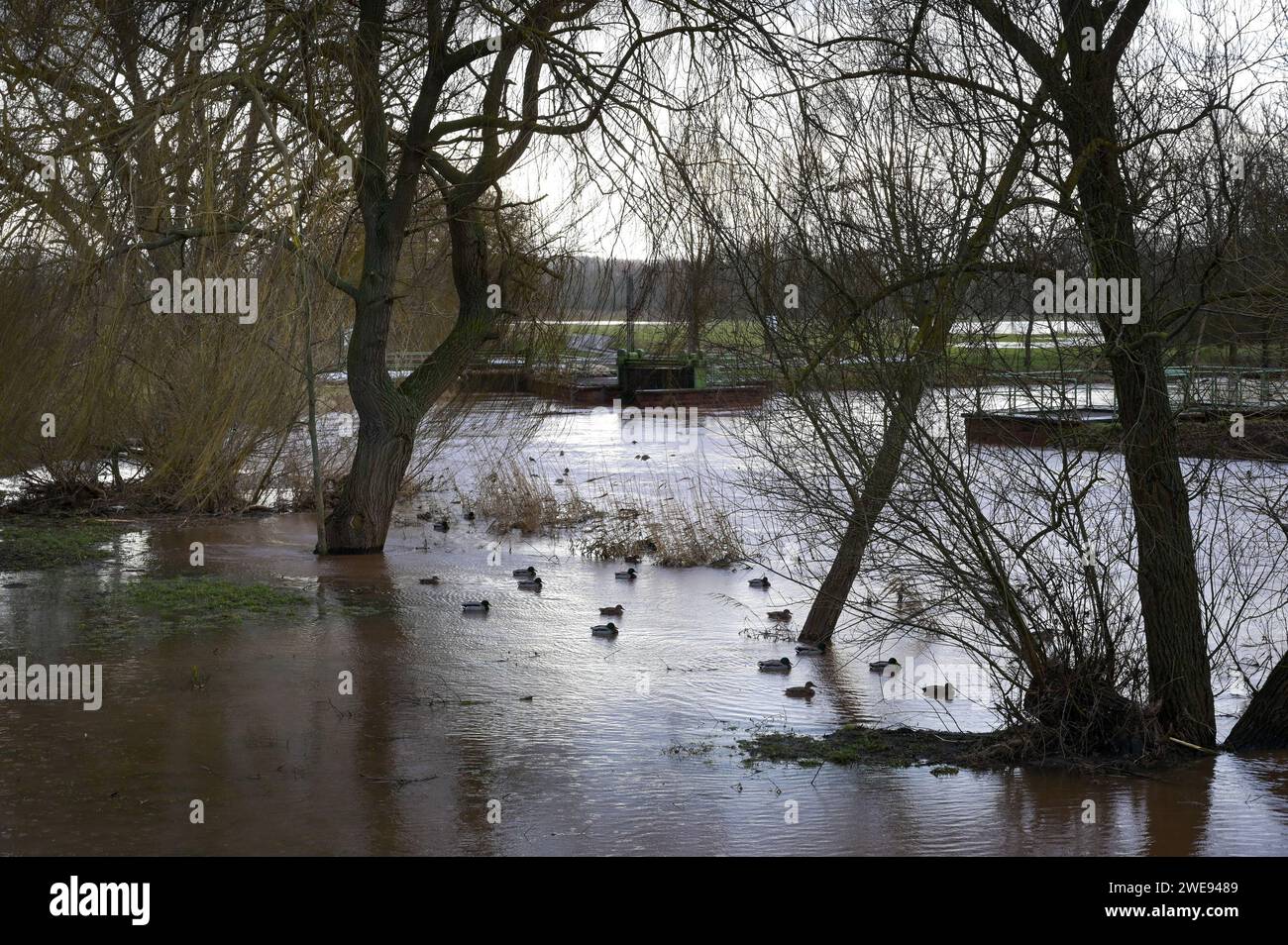 24 January 2024, Saxony-Anhalt, Oberröblingen: Ducks swim on a flooded ...