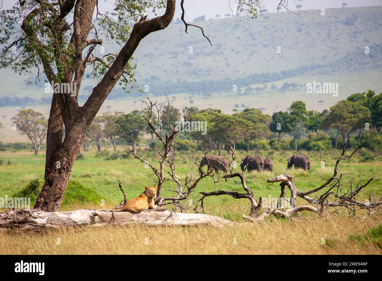 Lioness (Panthera leo) sitting on fallen tree with passing elephants ...