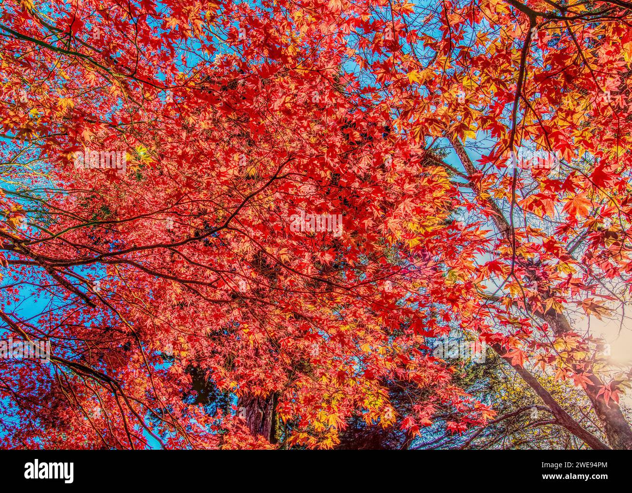 A flaming maple tree in Castle Park, Bangor, County Down, Northern ...