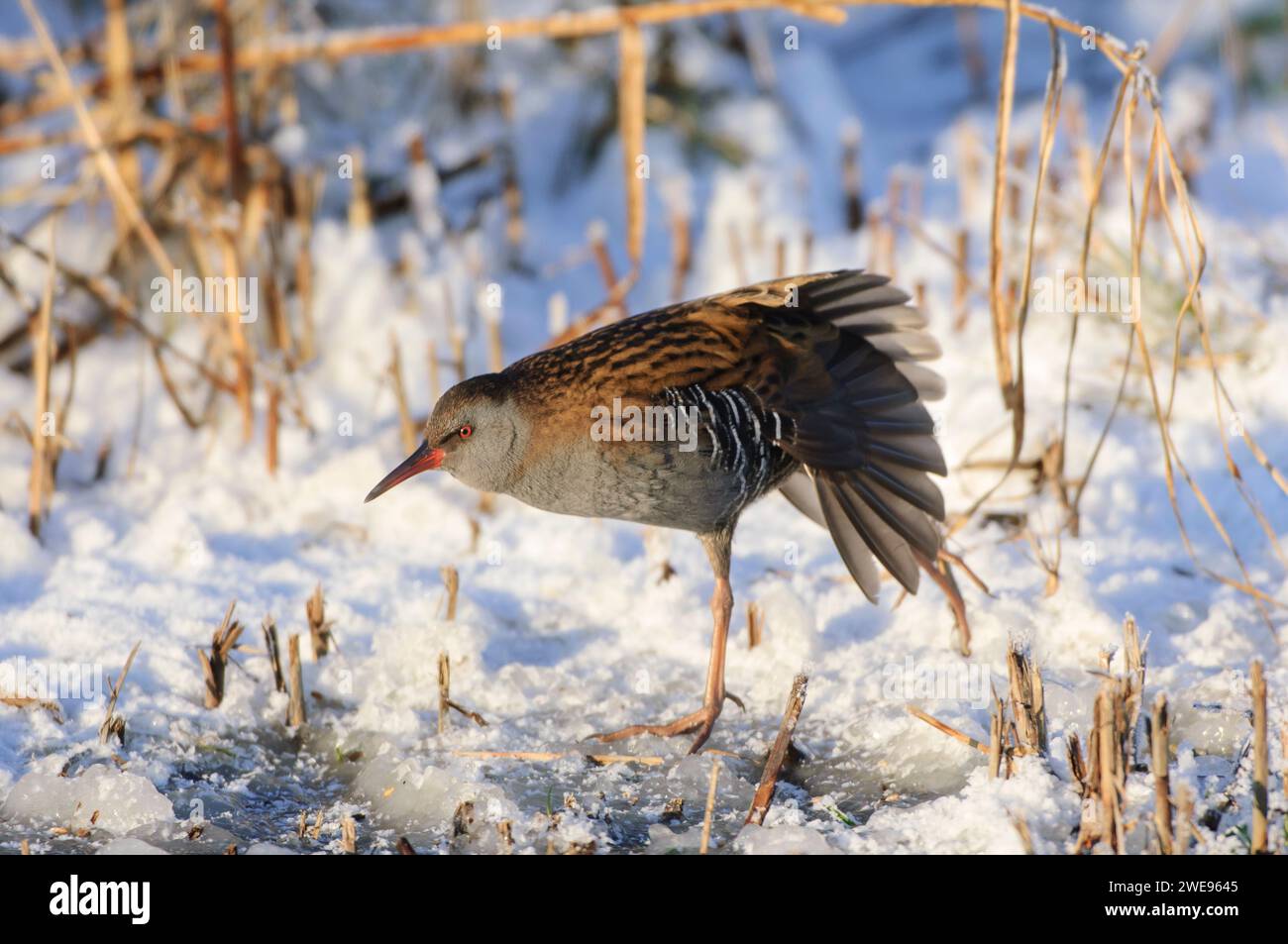 Water rail Rallus aquaticus, stretching wings, walking across frozen ...