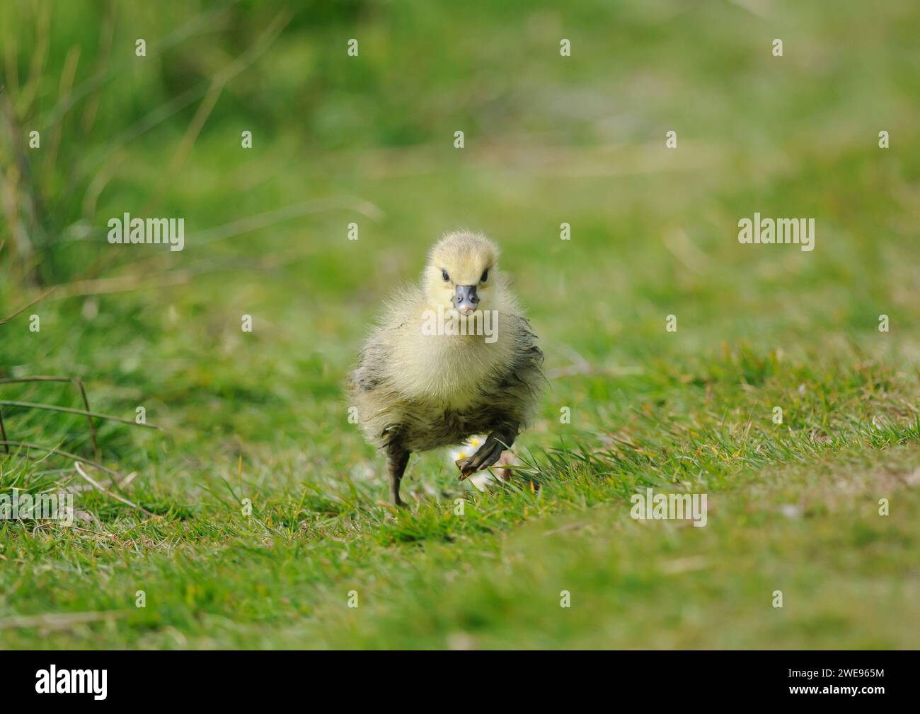 Baby running in water hi-res stock photography and images - Alamy