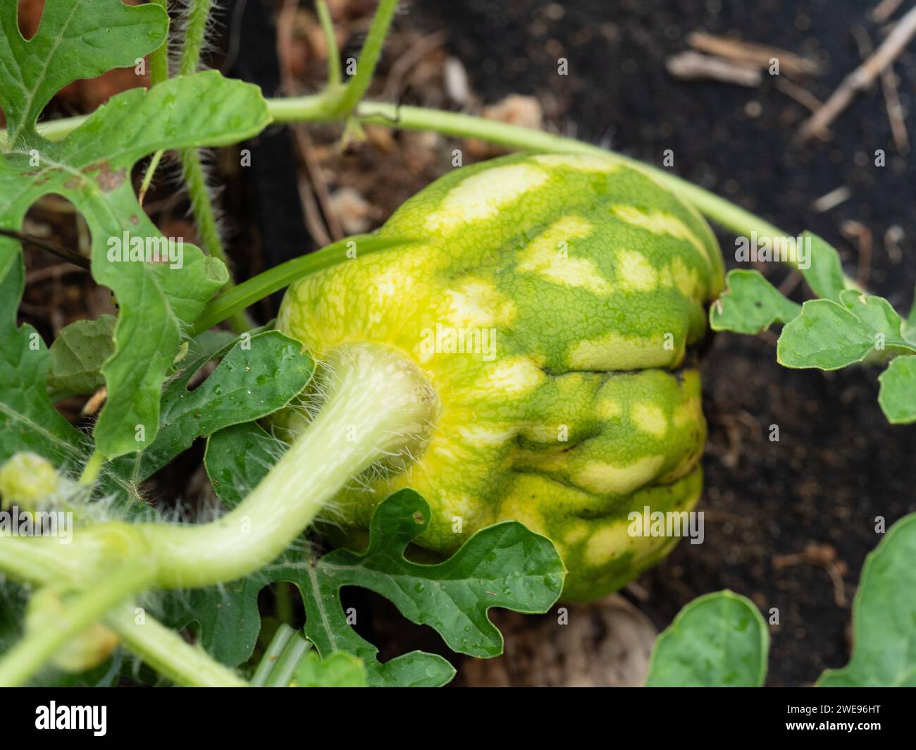 Watermelon fail, nature gone wrong, shrivelled, odd Stock Photo - Alamy