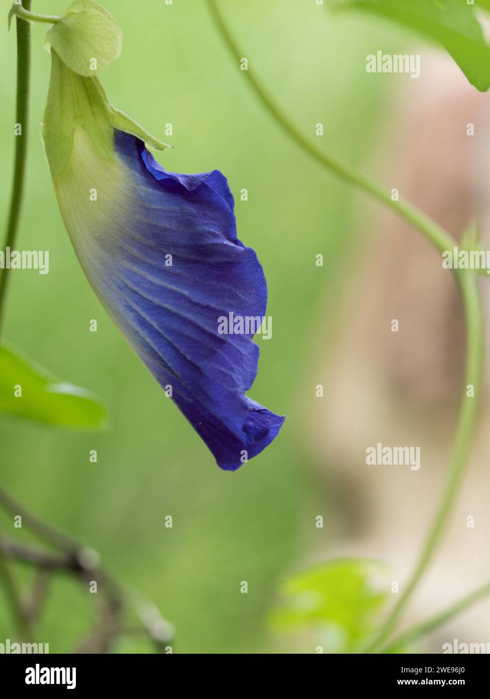 Blue Butterfly Pea flower from the side (Clitoria ternatea), green ...
