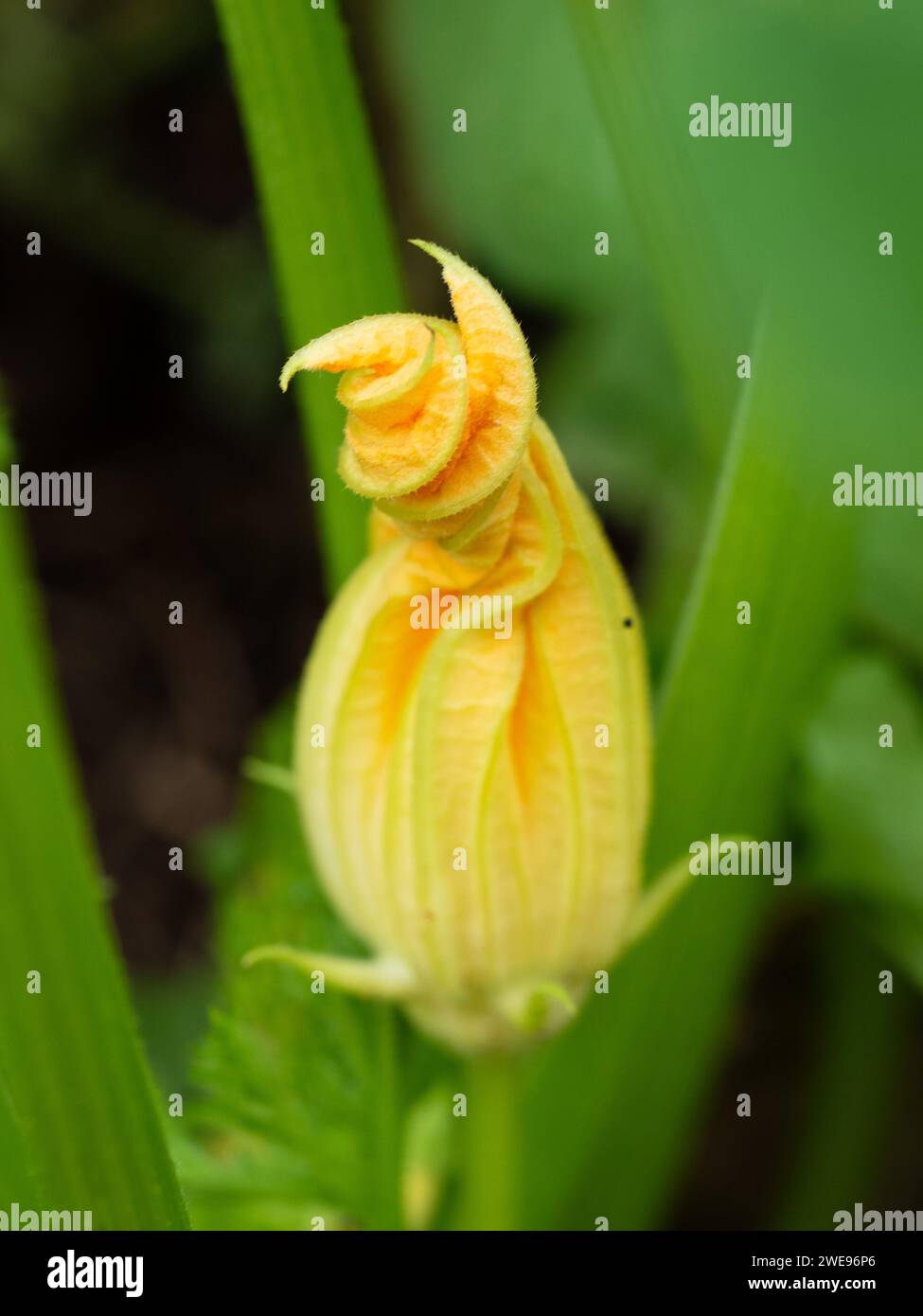 Yellow Zucchini flower bud, petals wrapping around in a spiral, edible ...