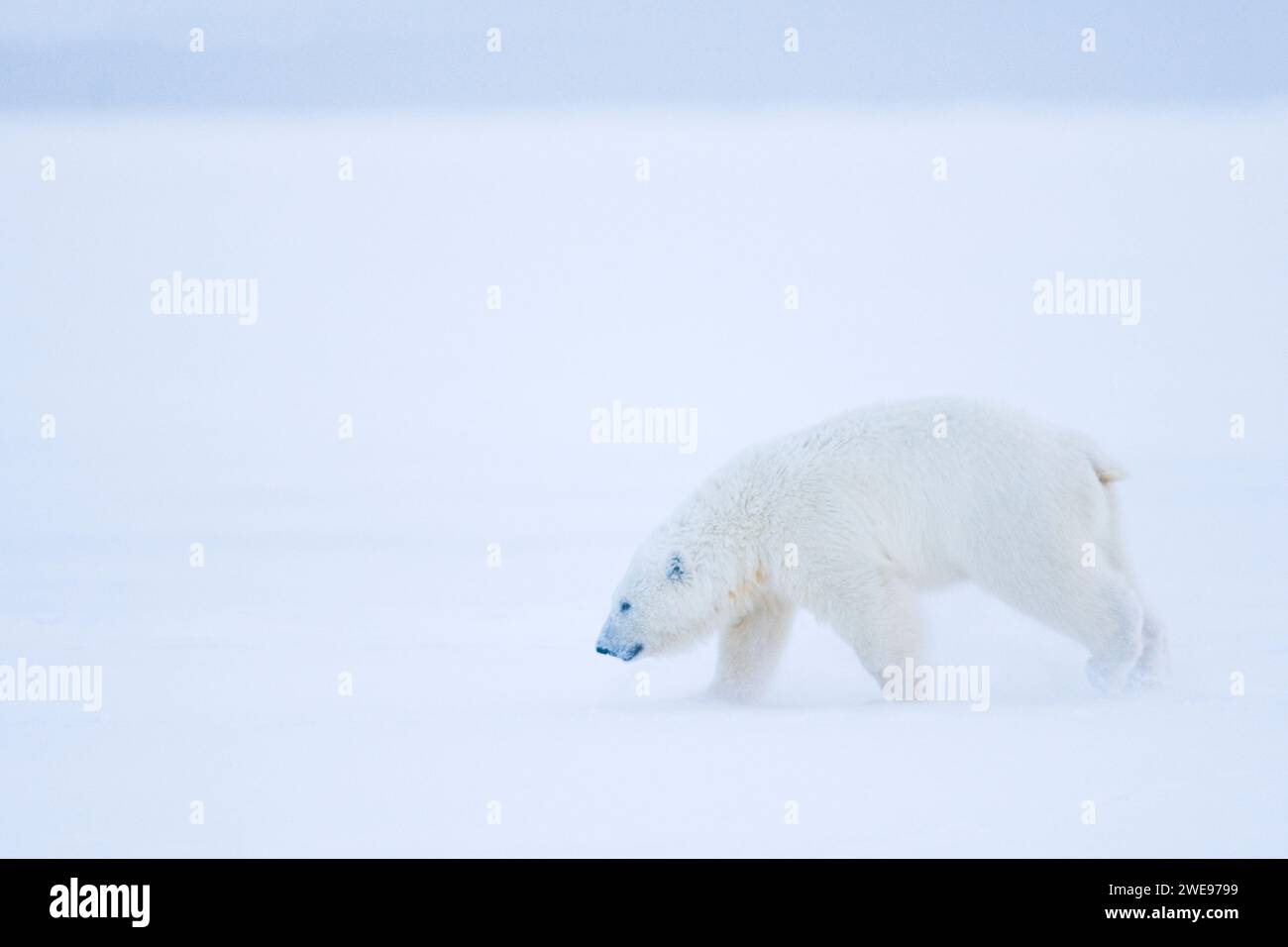 polar bear Ursus maritimus large cub traveling across newly formed pack ...