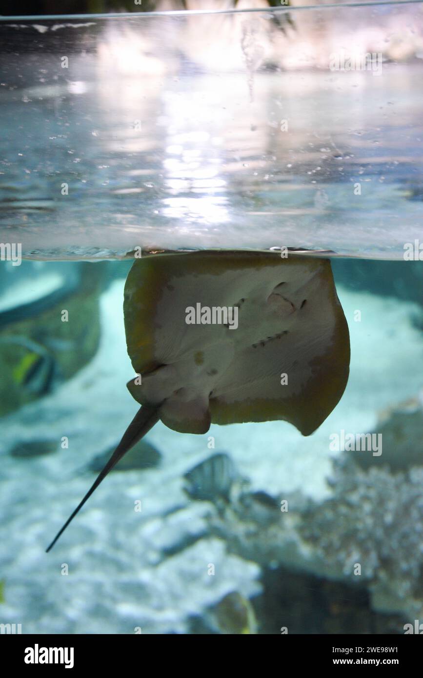 Aquariam stingray hi-res stock photography and images - Alamy