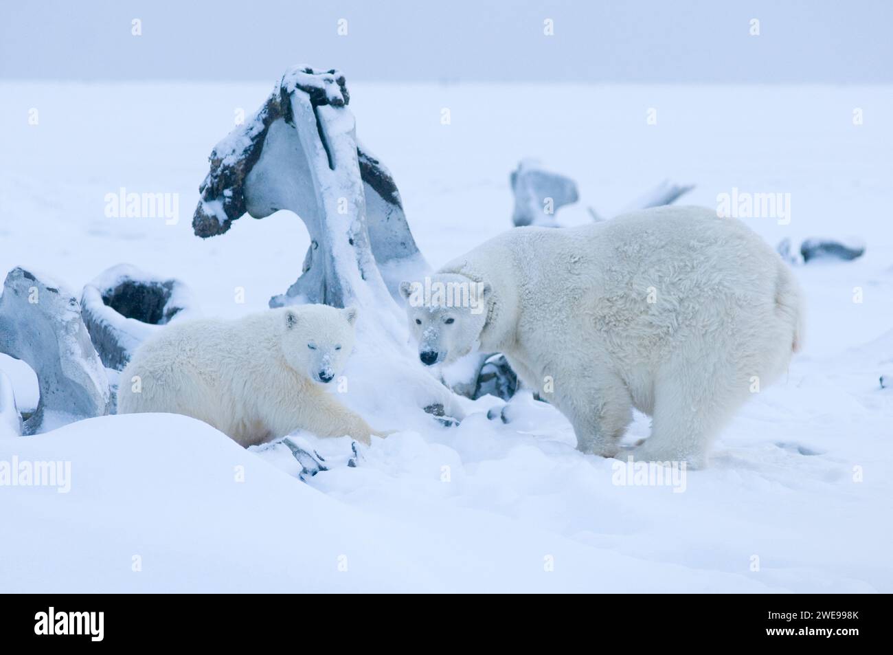 polar bears Ursus maritimus sow with cubs scavenging on whale bones for ...