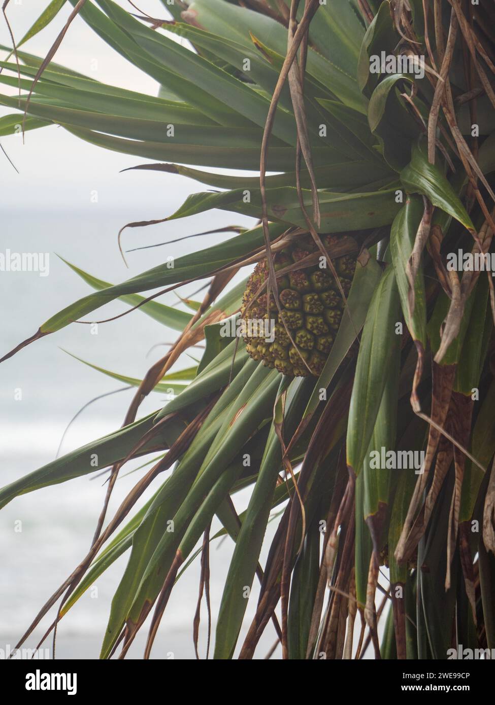 Green leaves and fruit of a Pandanus tectorius or Screw Pine palm tree ...