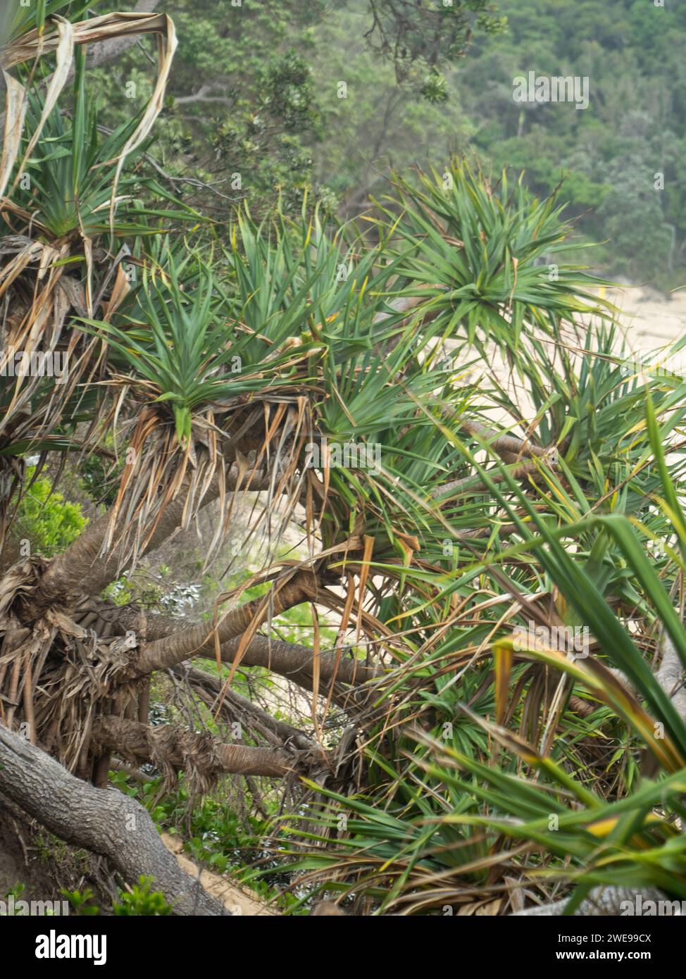 Pandanus Palm Trees or Screw Pines on the beach Stock Photo - Alamy
