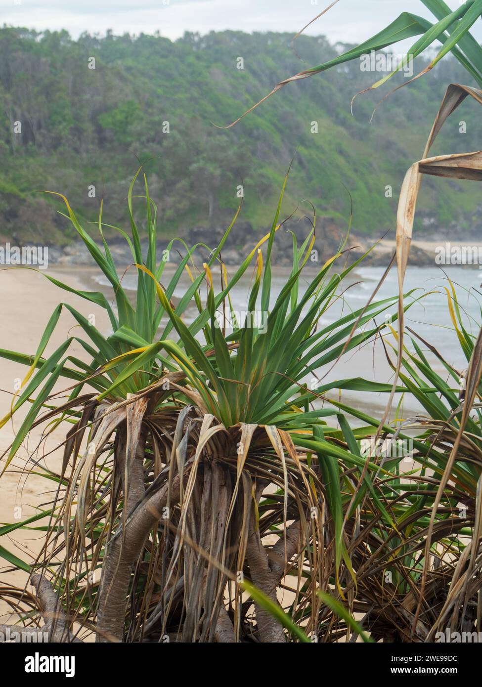 Pandanus palm trees with the sea and sandy beach in background, Korora ...