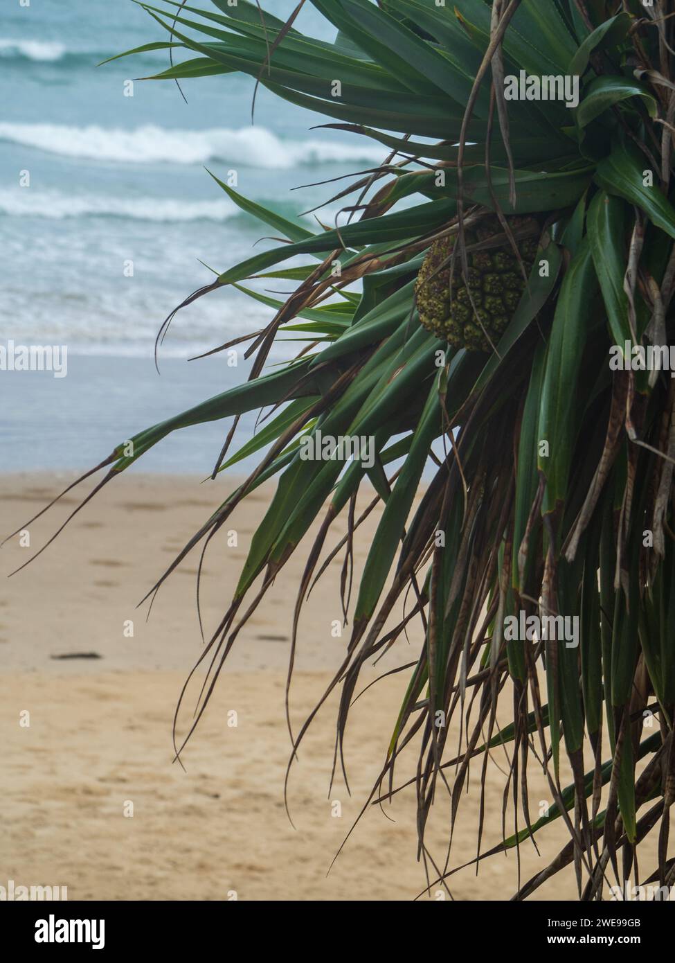 Green leaves and fruit of a Pandanus tectorius or Screw Pine palm tree ...