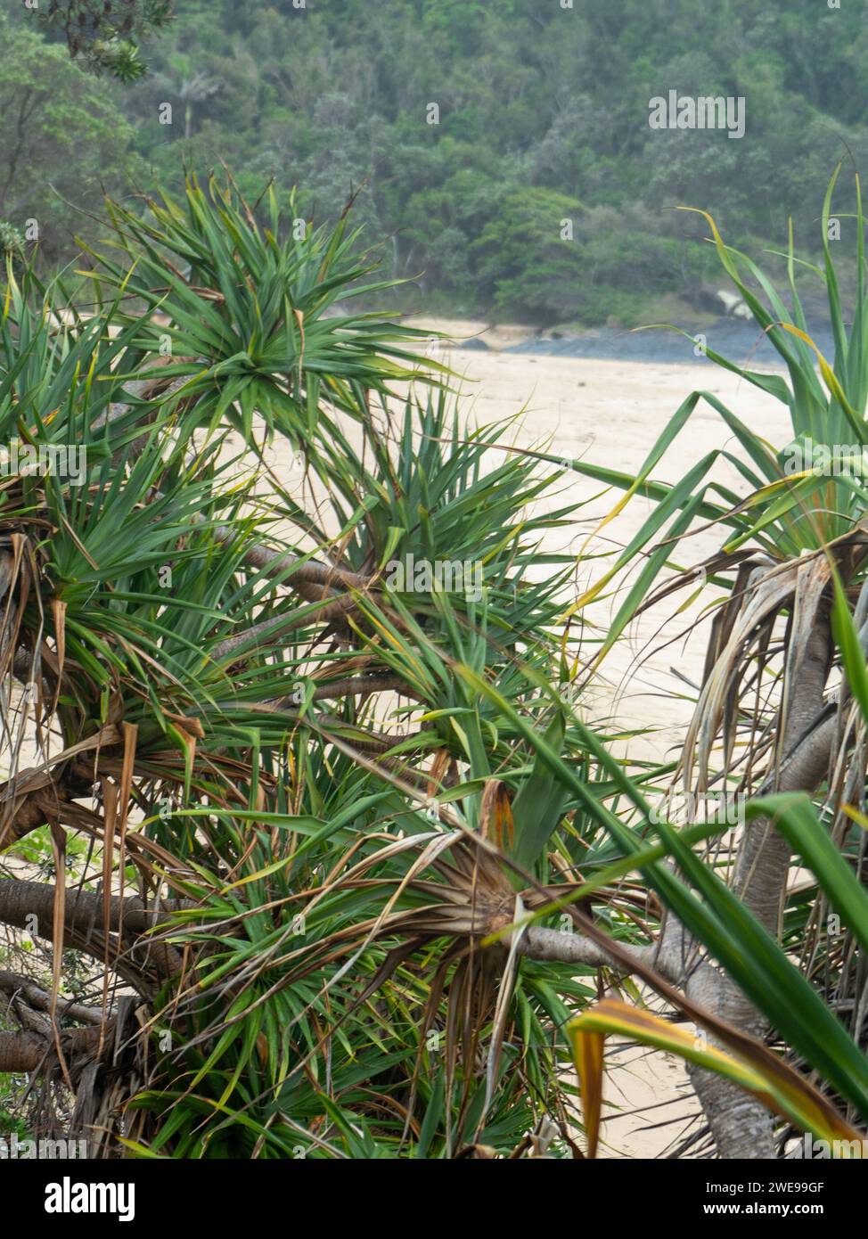 Pandanus tectorius and pacific hi-res stock photography and images - Alamy