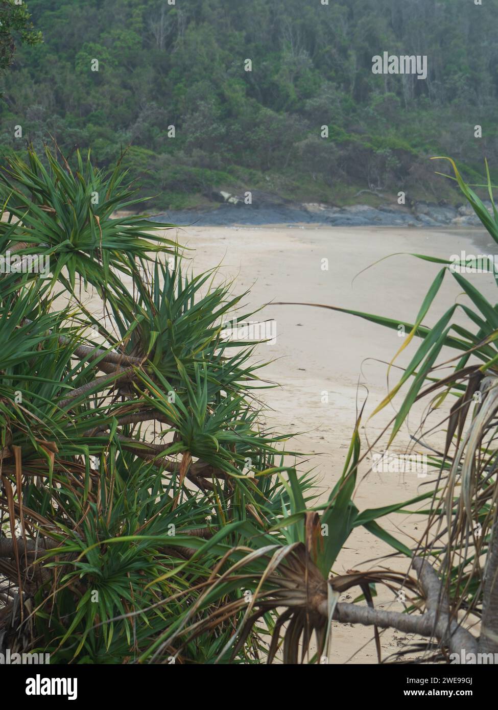 Pandanus tectorius and pacific hi-res stock photography and images - Alamy