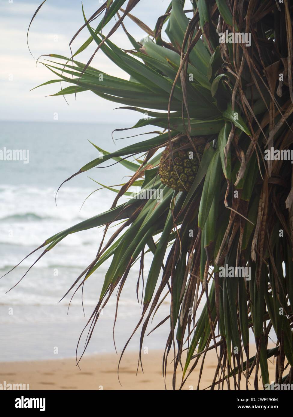 Green leaves and fruit of a Pandanus tectorius or Screw Pine palm tree ...