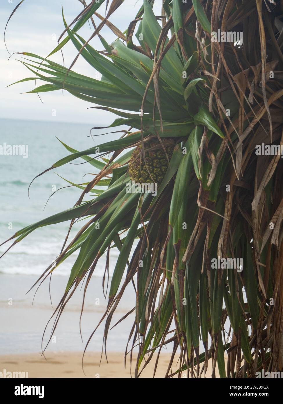 Green leaves and fruit of a Pandanus tectorius or Screw Pine palm tree within front of the sea ...
