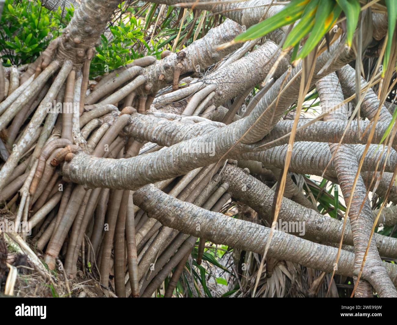 Tangle of Pandanus Palm Tree Branches and roots Stock Photo - Alamy