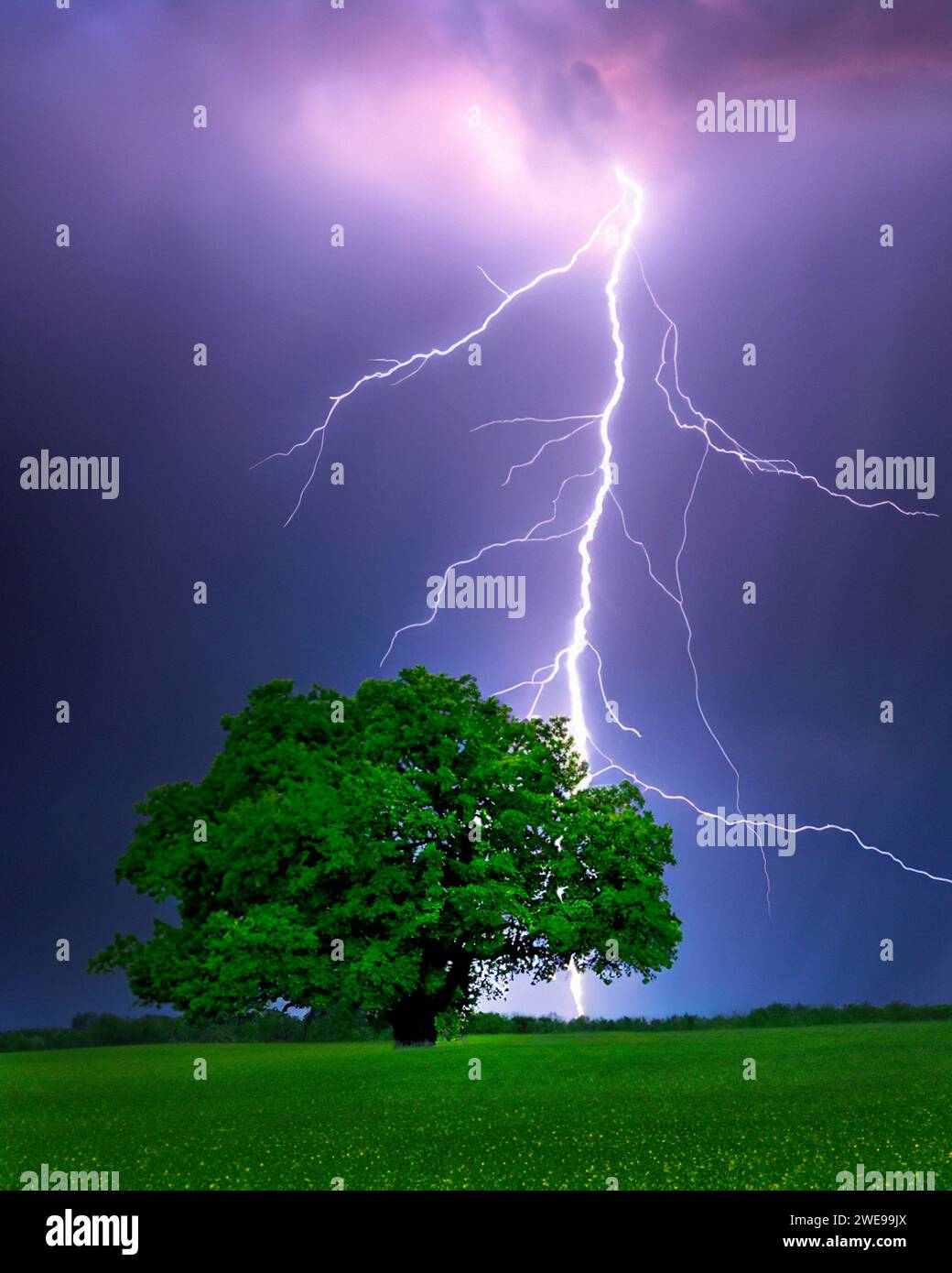 Lightning strike tree hi-res stock photography and images - Alamy