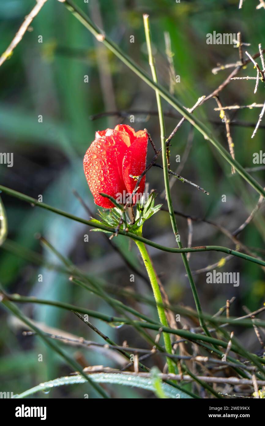 Beautiful wild red Anemone close-up growing in wooded areas and open ...