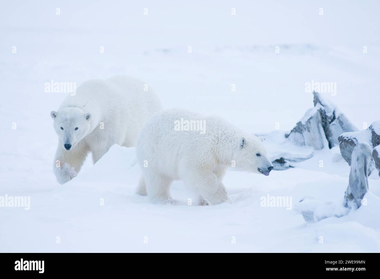 polar bears Ursus maritimus sow with cubs scavenging on whale bones for ...