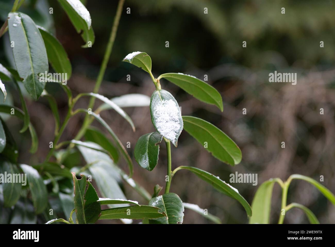 Laurel leaves frost hi-res stock photography and images - Alamy