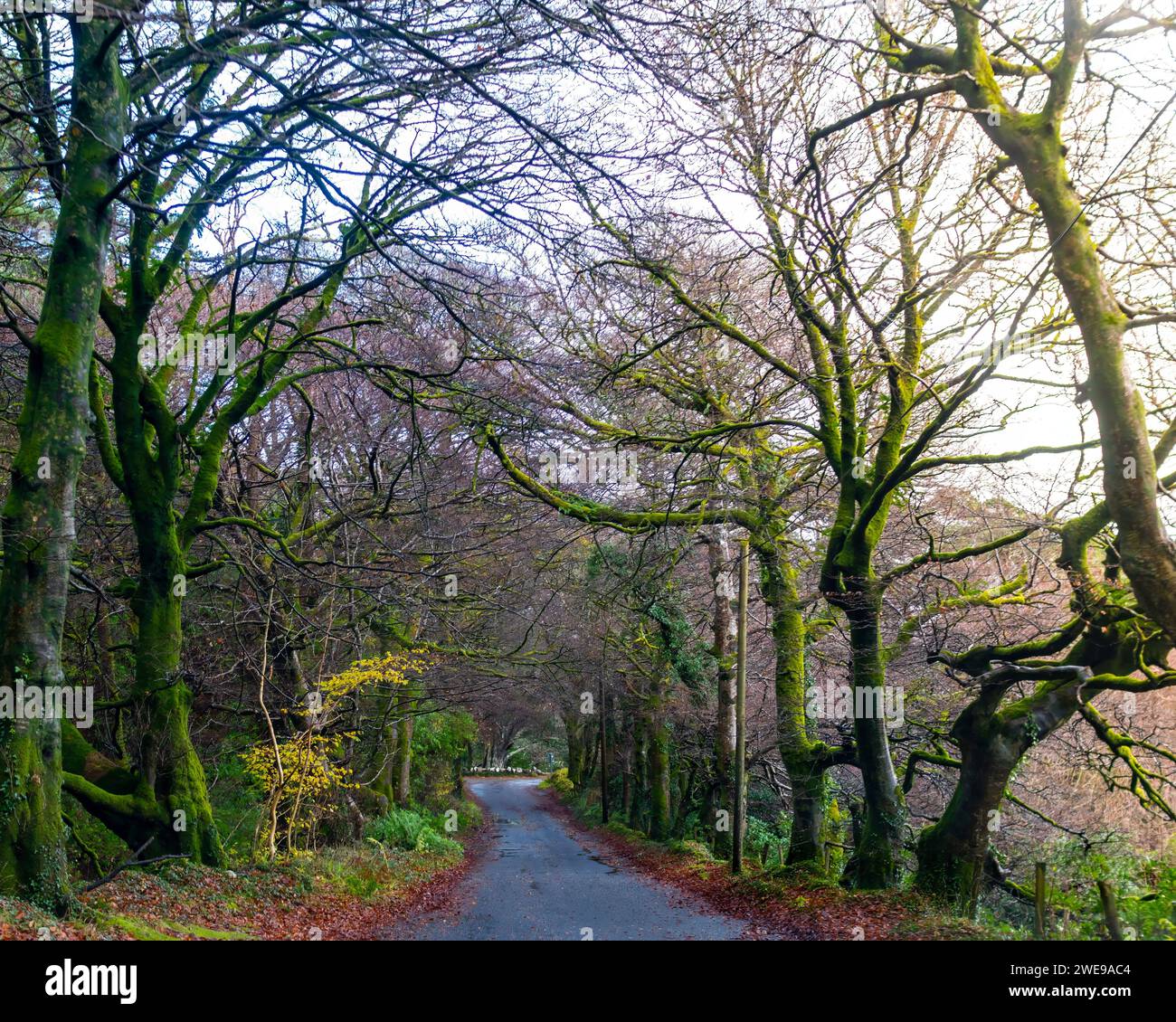 Scenic forest road with overhanging trees and lush greenery, conveying ...
